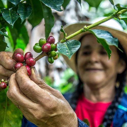 Mirra Coffee: A Flavorful Journey Through History and Brewing Mastery