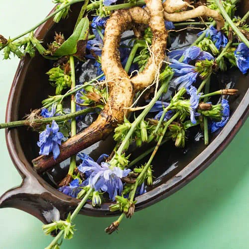 Chicory Coffee: The Ultimate Guide | All You Need To Know - The Coffee Guru