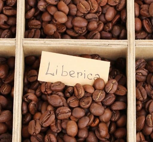 What is Liberica Coffee? – The Rare Breed - The Coffee Guru